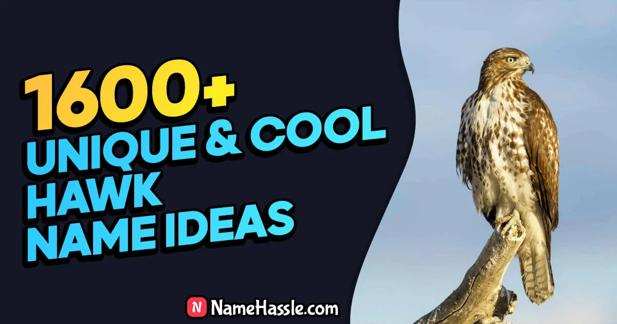 1745+ Cool And Catchy Hawk Names Ideas (Generator) 2026