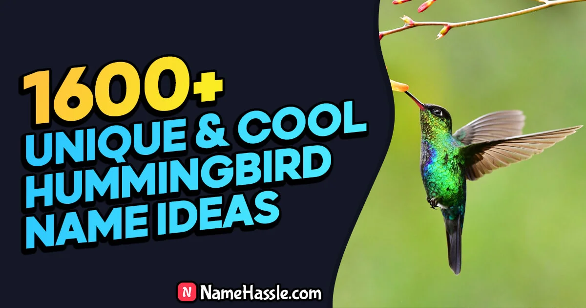 1790+ Cute And Catchy Hummingbird Names Ideas (Generator)